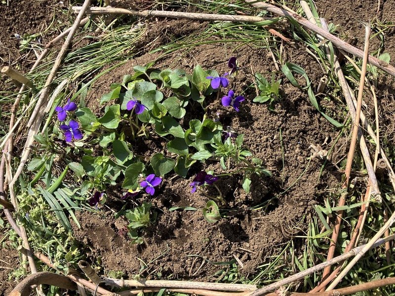 Kaoru＊菜園日記｜note