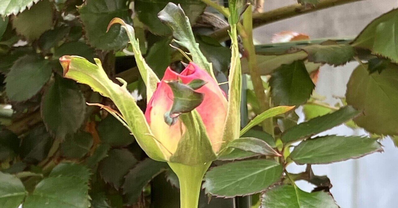 ピエール・ド・ロンサールのつぼみを見つける🔍｜Akemi