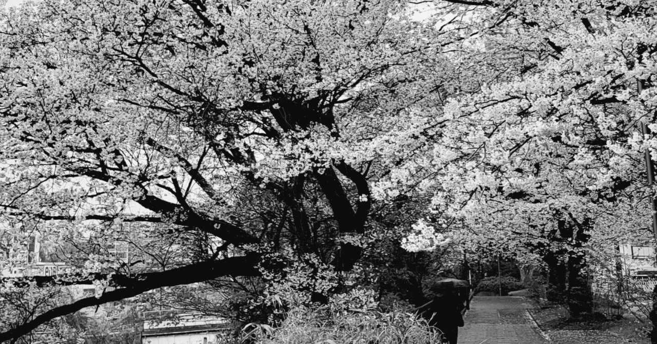 桜並木をすり抜けて｜風音 真人 / Masato Kazane