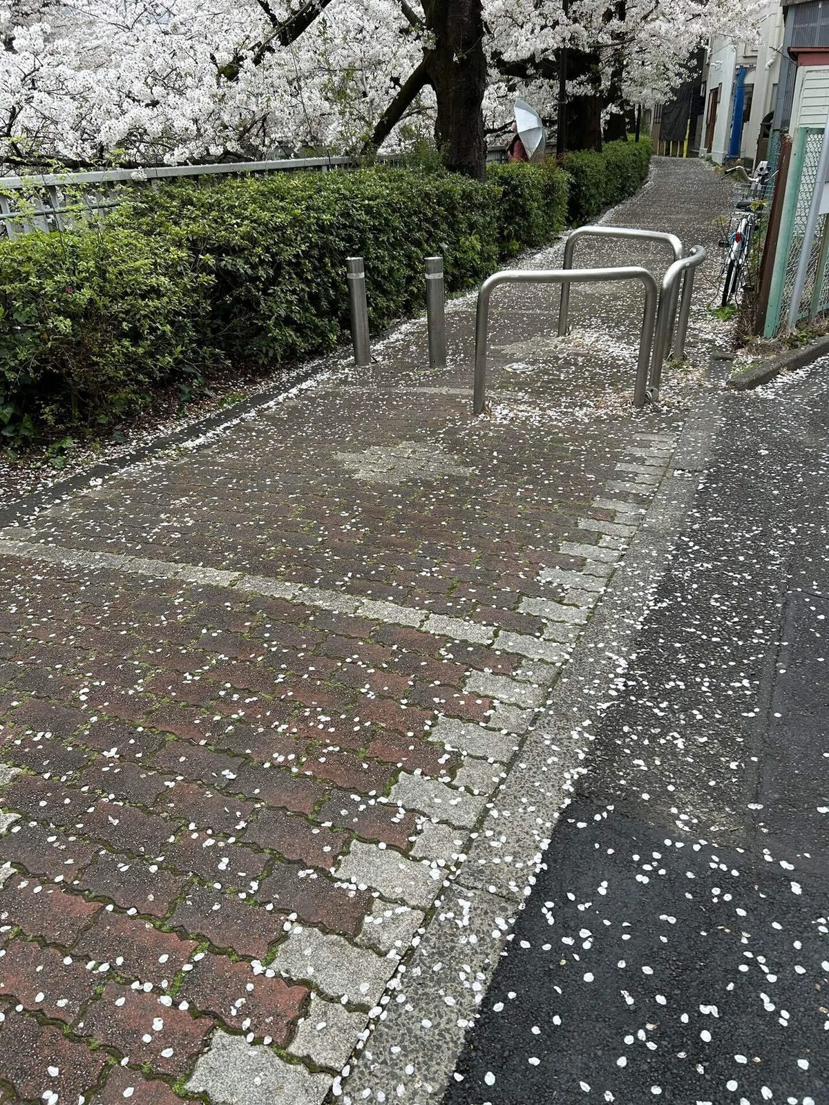 昨日都電荒川線を往復三ノ輪橋の商店街弁当安、早稲田終点隣の神田川大樹のジイ桜満開、目黒川を越えてるかも。古いジイジイ桜太くて桜も、たわわ⭕️🈵 ...