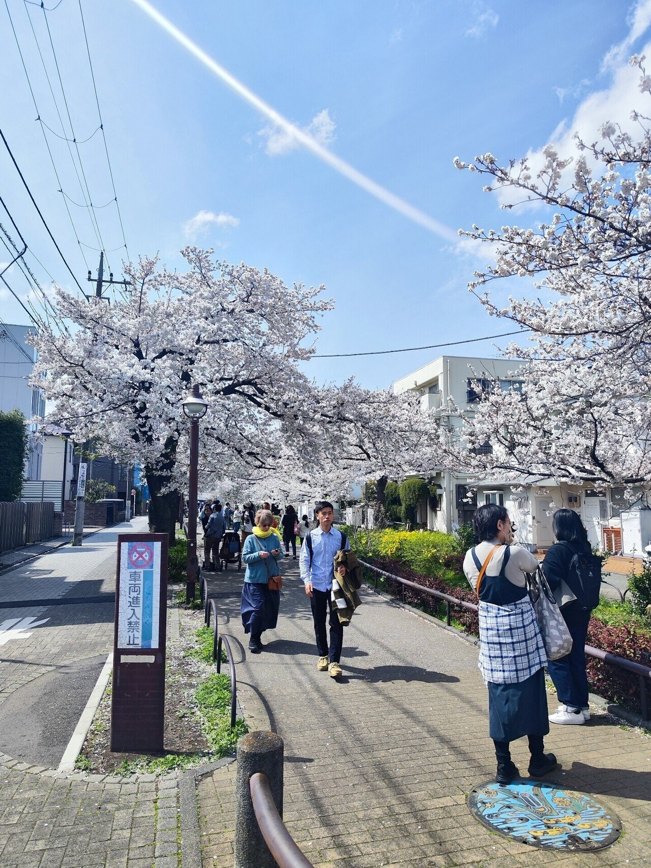 近くの桜並木。 毎年見れてるけど、 なんか今年は少しだけ 温かい気持ちで見れた、心境の変化。 新年度も頑張ります！｜CFP.はやぶさ【はやぶさFP事務所＠note支店】