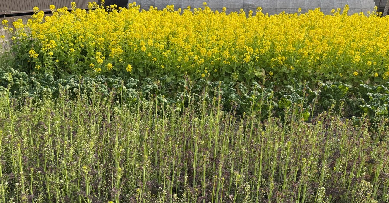 4月6日2025年｜aoyama isao