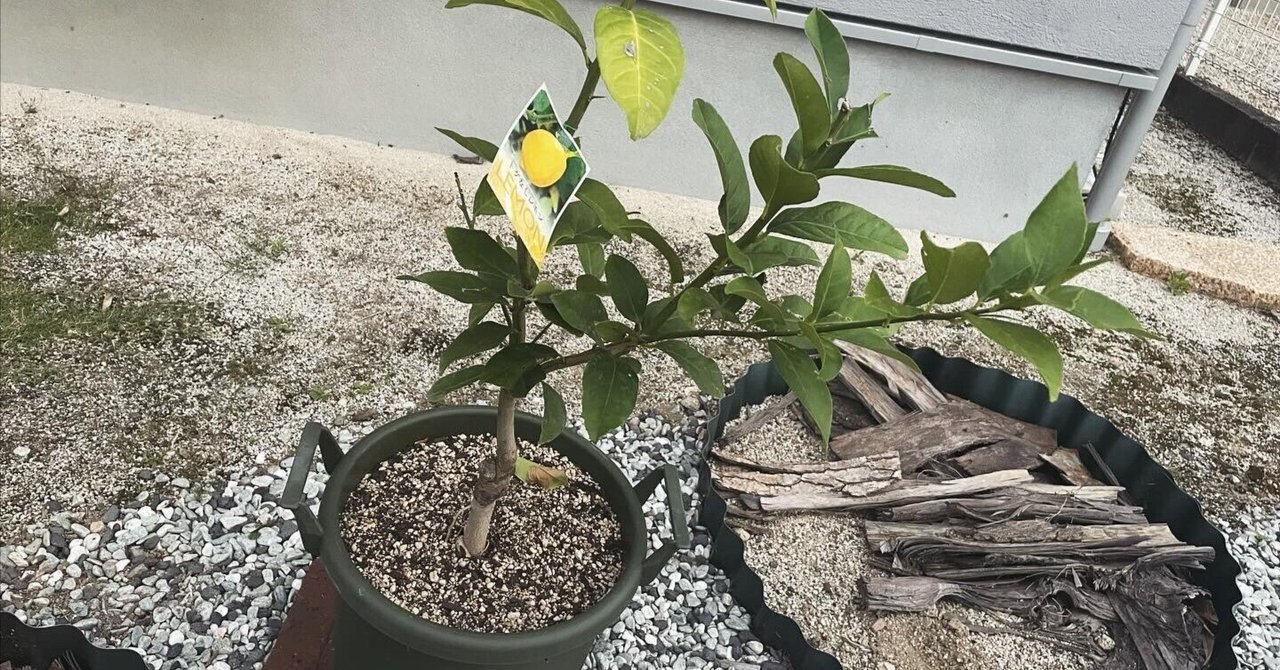 レモン＆挿し木は難しい｜plm_kurashi