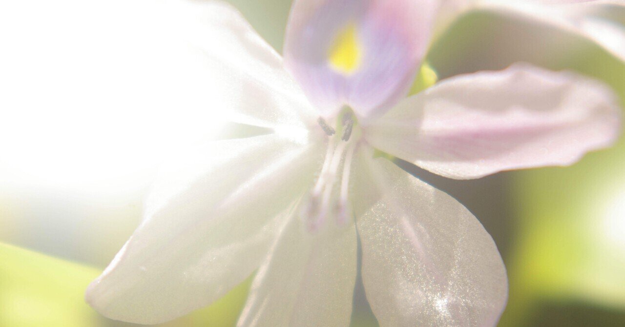 花みくじ｜Cosmic Suzu