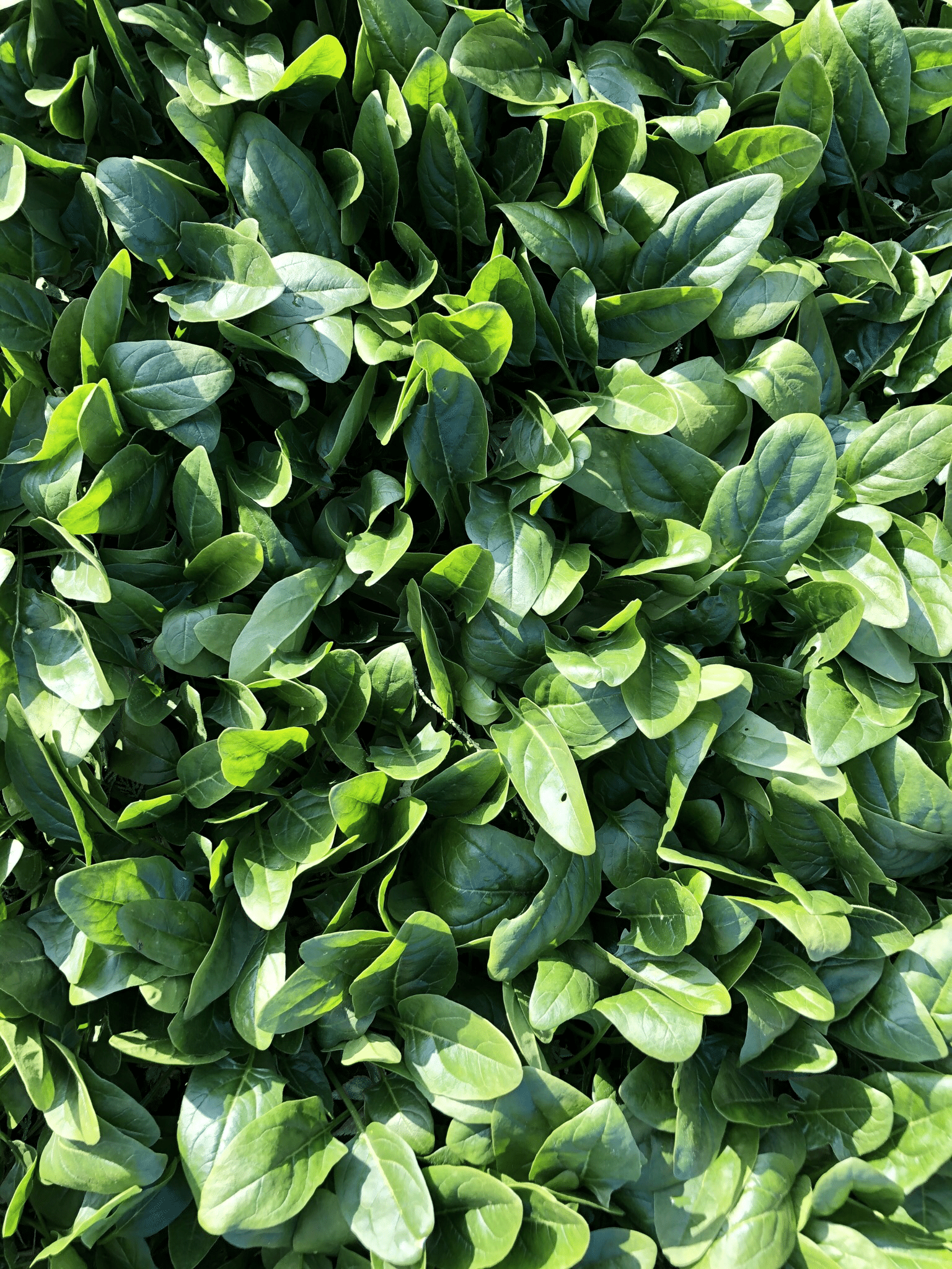 SUZUKA KANEKO｜note