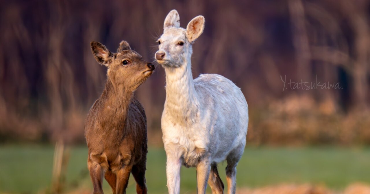 白いエゾシカ撮影のリベンジ｜龍川 悠平/Yuuhei Tatsukawa