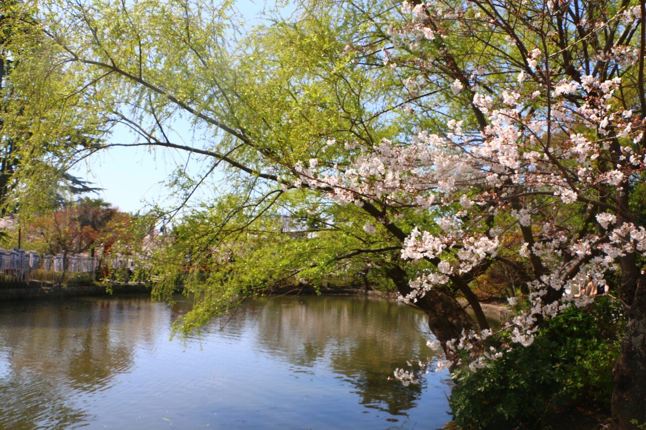 昨日更新しています。 http://eshokazu.xsrv.jp/%e9%8e%8c%e5%80%89%e3%81%b8%e8%a1%8c ...