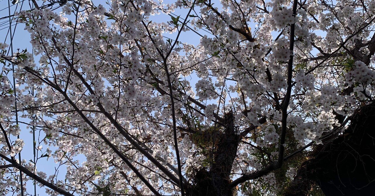 シーズン27 DAY384☀️｜まり蔵