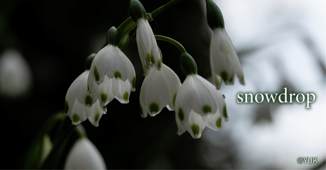 春とマクロレンズ（SEL90M28G）｜YUKI@NMG