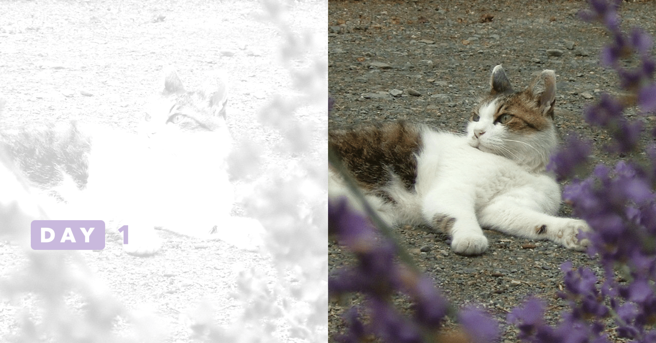 Jerry’s garden day1｜FJK