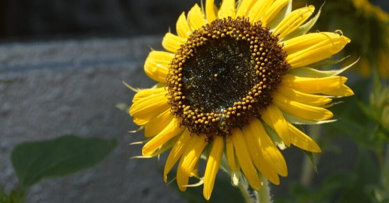 【SAP】モジュール別、プロセスまとめ｜ino