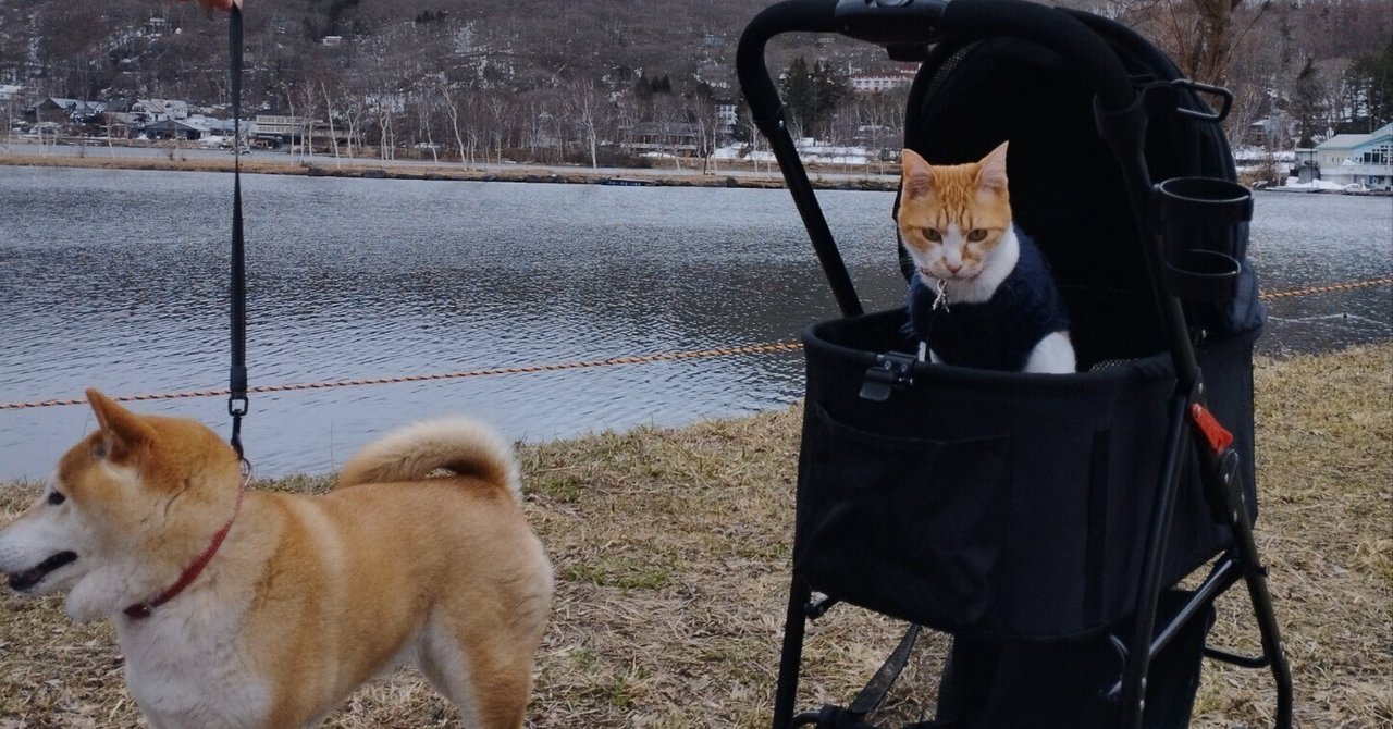 猫洗ってみた ️｜ichi_coco