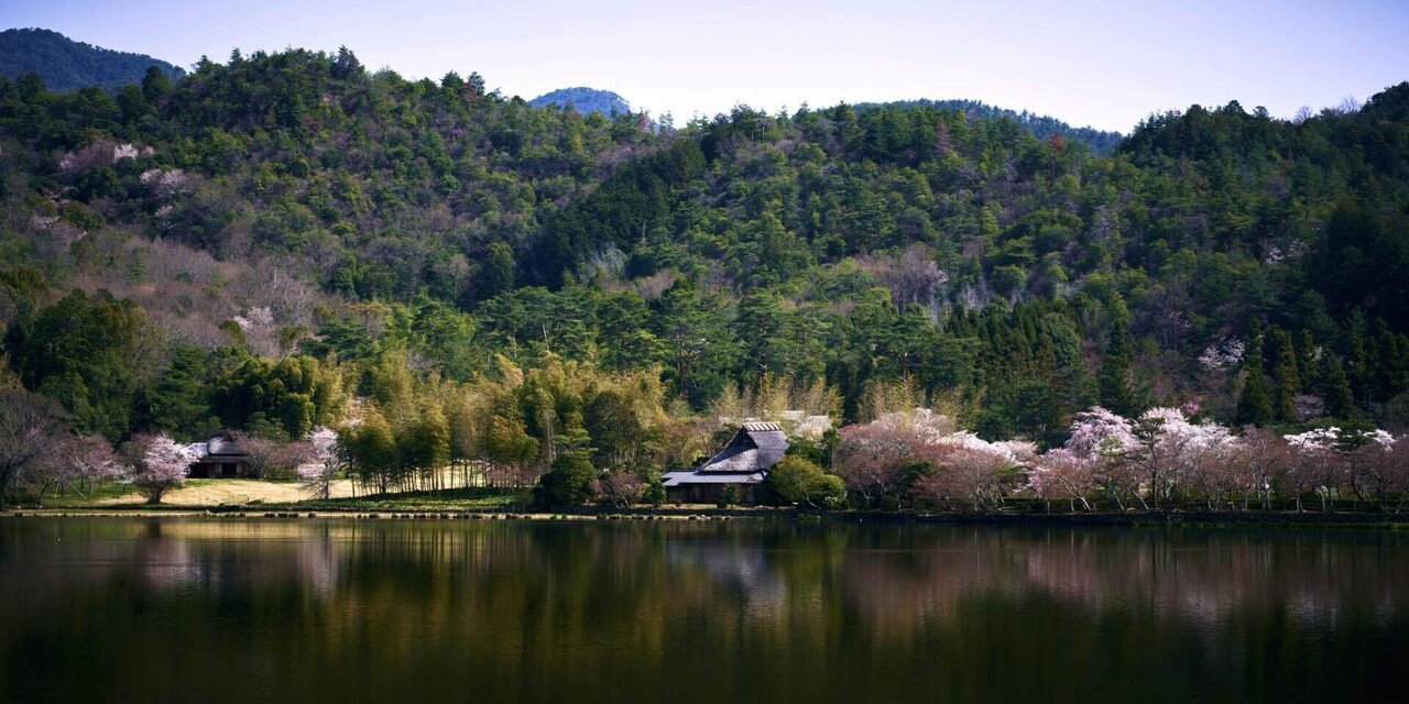 お花見 2025｜Yusuke Marianne