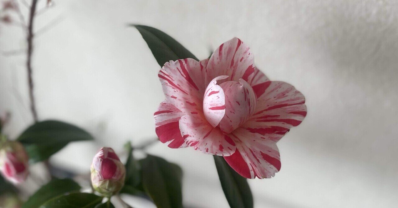 からだと心のtuning ー 遠隔グループセッションのご感想11｜Akiko Yukishita／yukidoke（イールド、CS60）