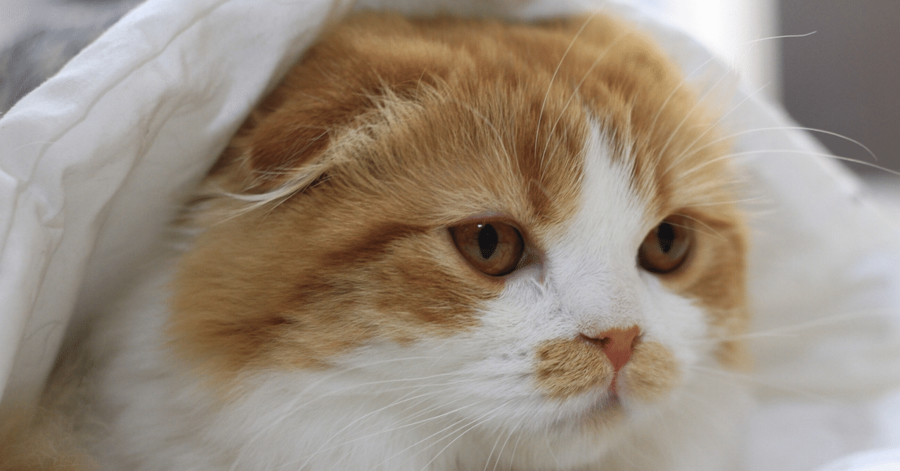 パワポを1枚に収めようとする組織は衰退する。｜N Takuma