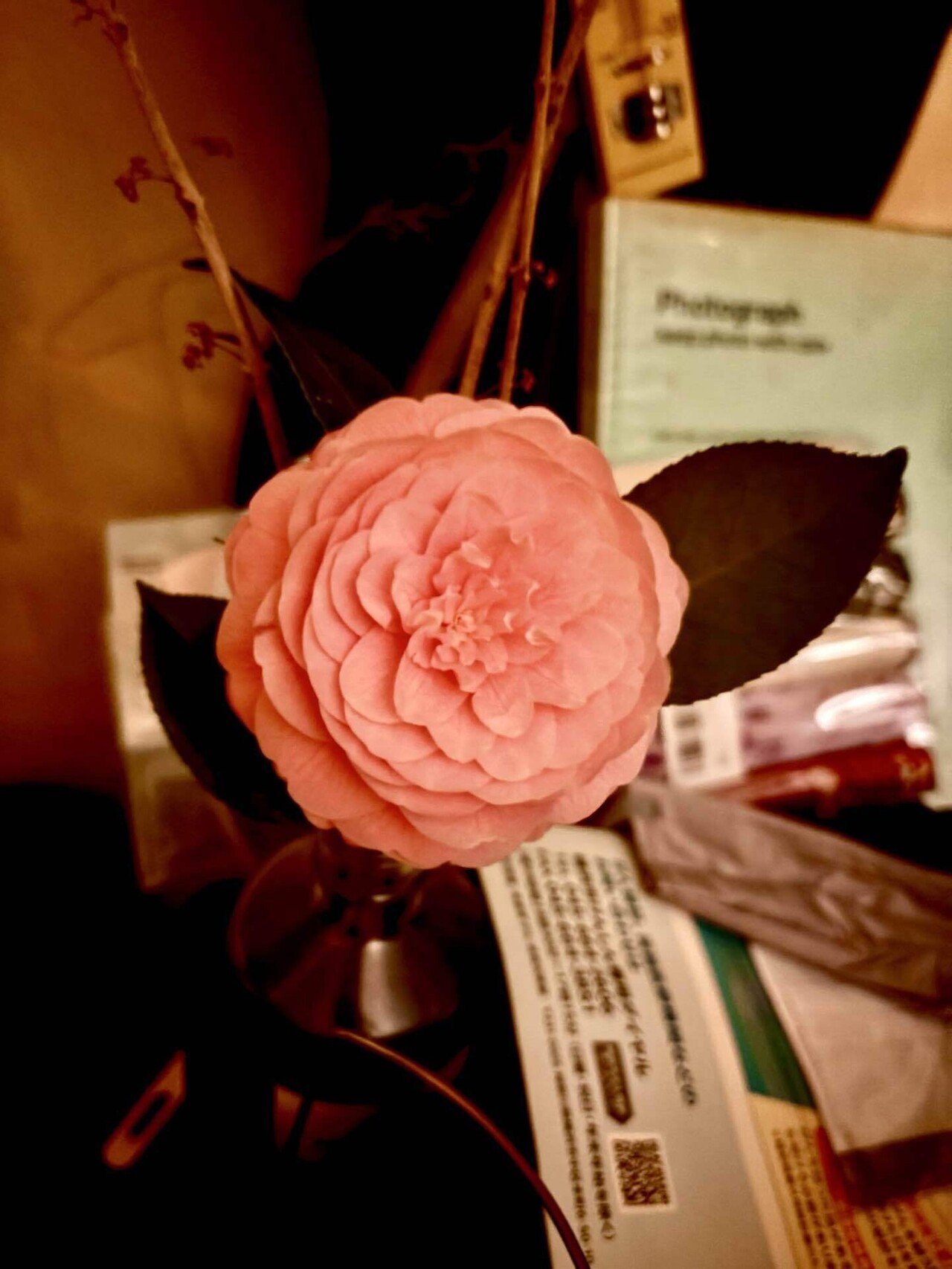 今晩の ひとIKEA｜Aquiraノ公式（H.P) カメライター📷＆🖊️