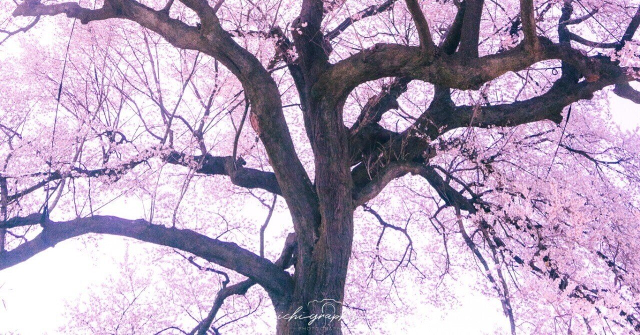 写真掲載のお知らせ💁‍♂️📸｜ichi_graphy