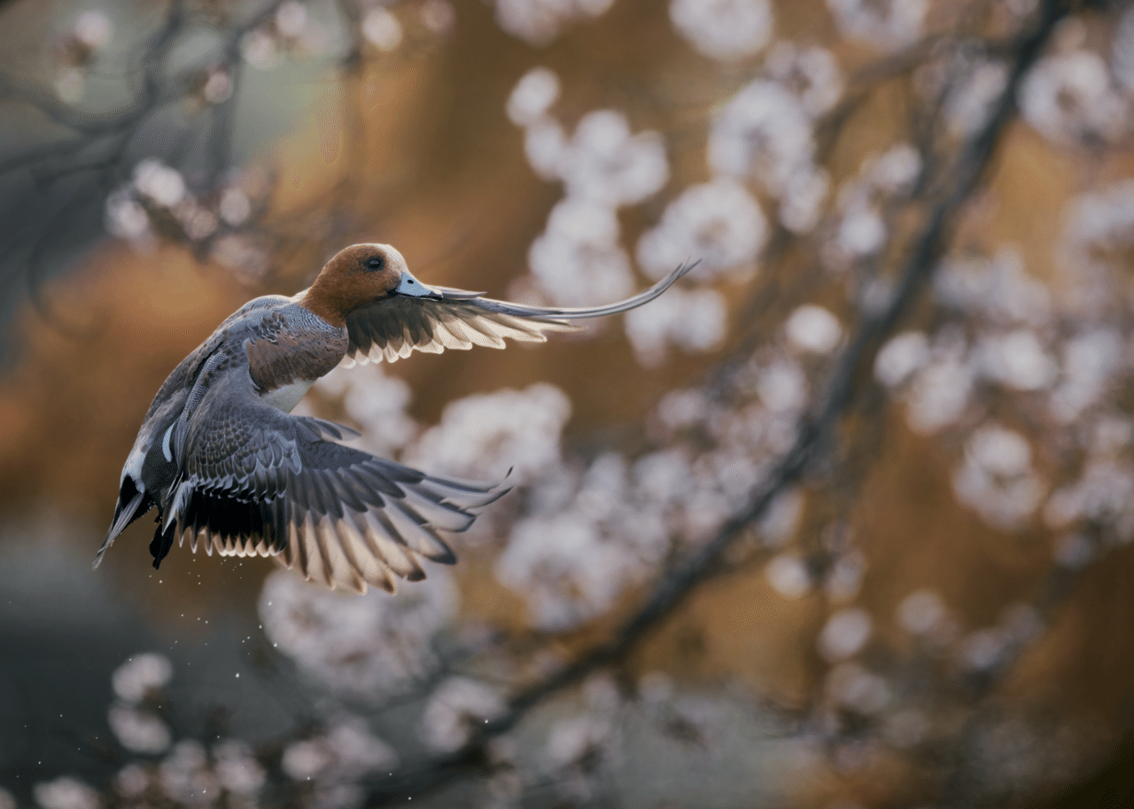 お花見 2025｜Yusuke Marianne