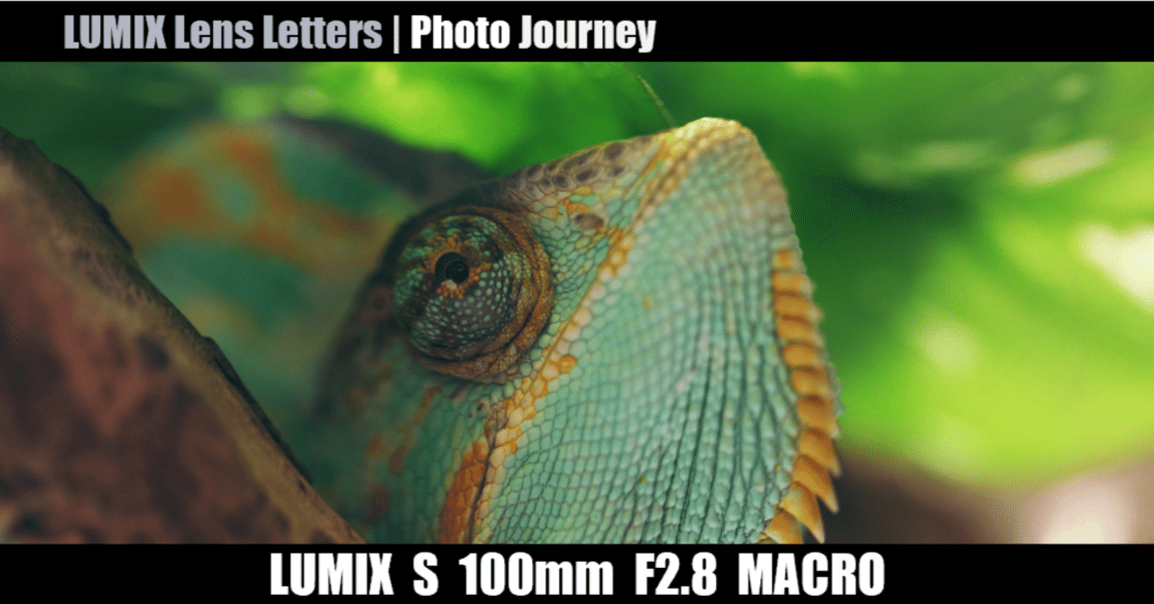 LUMIX S 100mm F2.8 MACRO【Photo Journey #12】｜LUMIX Lens Letters