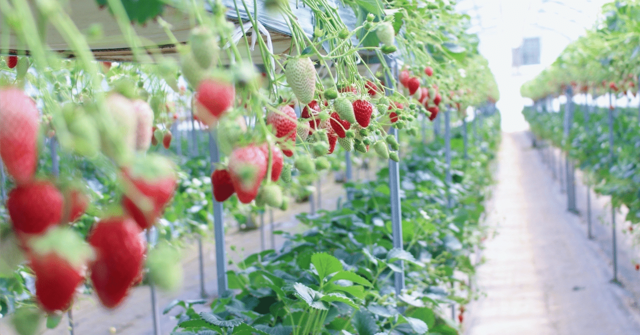 UMIDIGI Note 100 5Gの衝撃コスパがヤバすぎる！！🔋📱｜いっちー教授の独り言