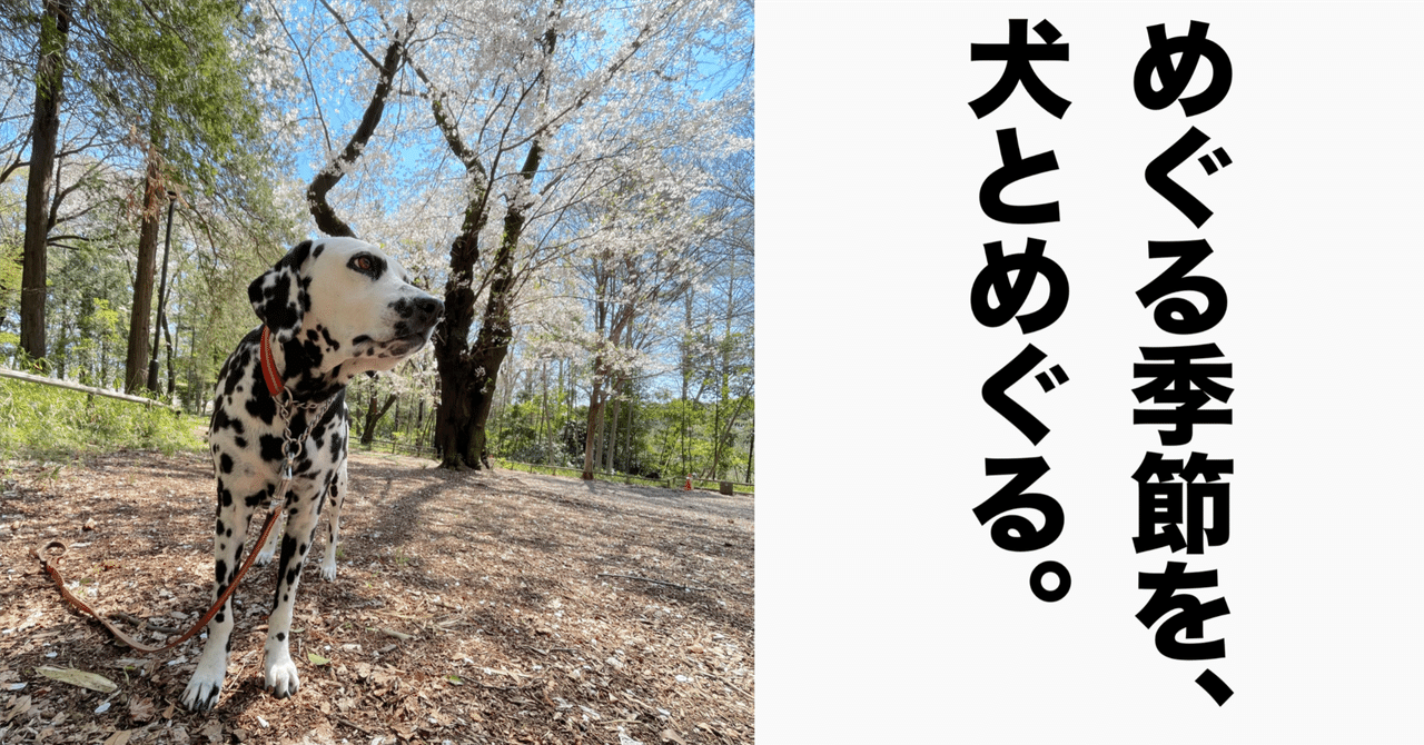 めぐる季節を、犬とめぐる。｜Akemi Maruyama／コピーライター