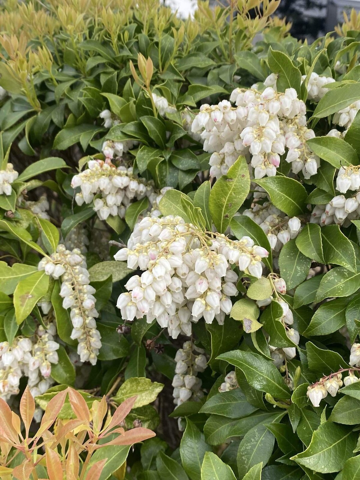 春の花々｜之哲／Yuki Satoru