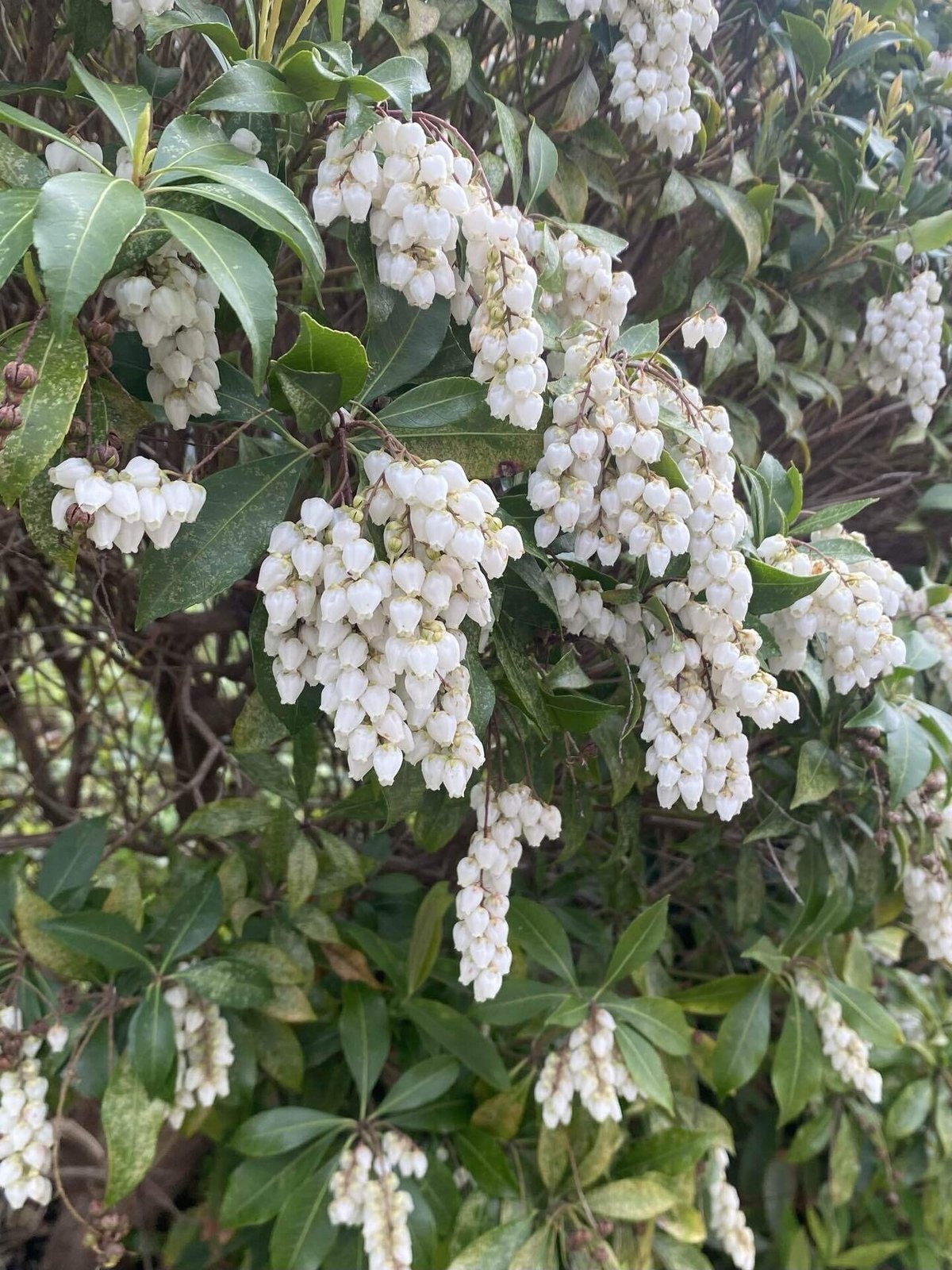 春の花々｜之哲／Yuki Satoru