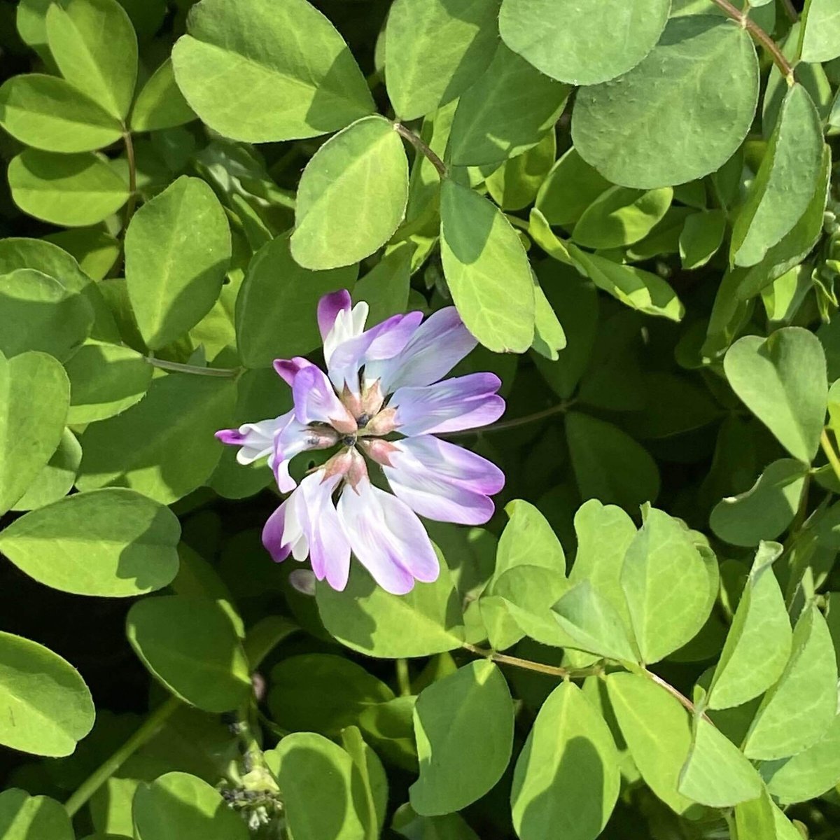 春の花々｜之哲／Yuki Satoru