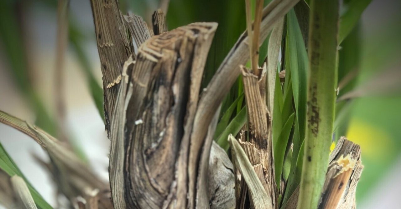 坂戸日記 2025.04.10｜Makoto Okada