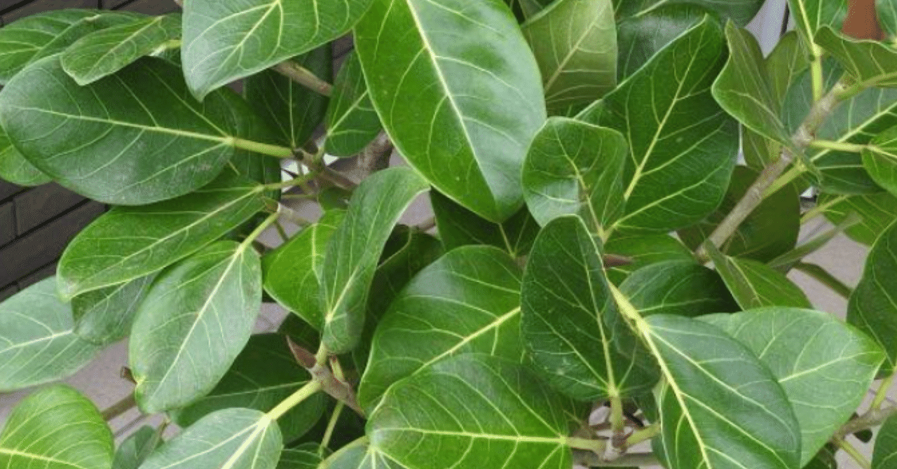 ベンガレンシスとアルテシマ｜mako＠plants