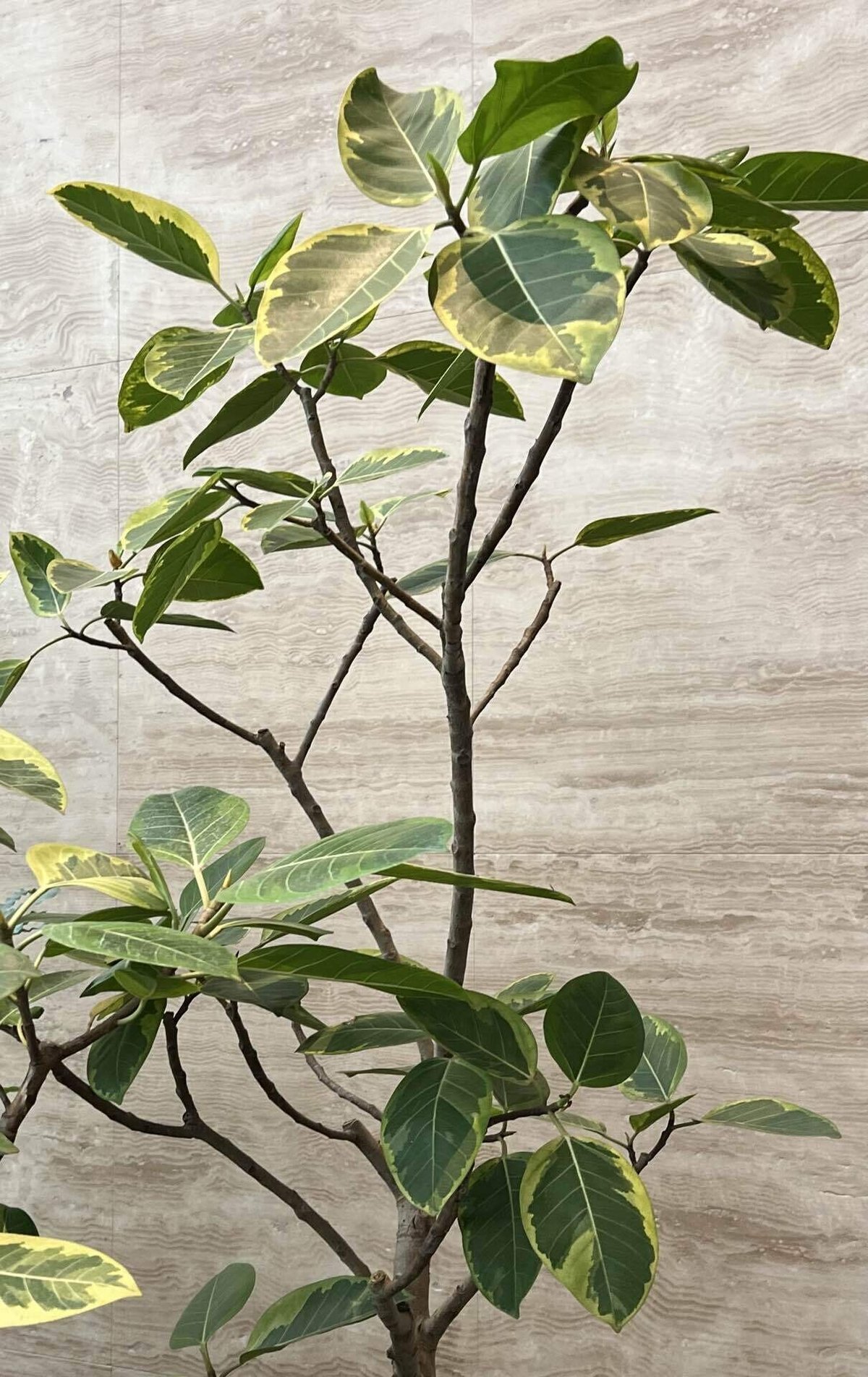 ベンガレンシスとアルテシマ｜mako＠plants