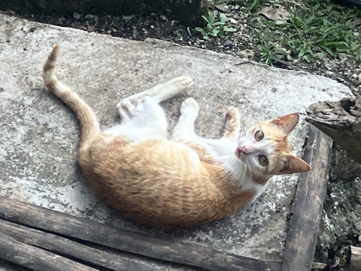 フィリピンでびっくりしたこと5選！｜ichi_michi