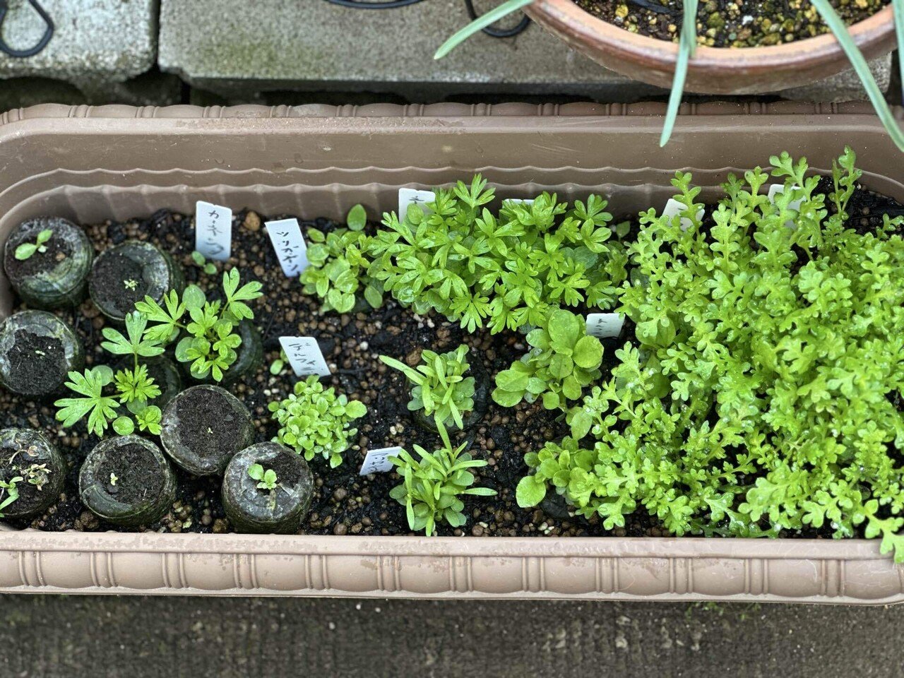 春の庭｜kenji comp