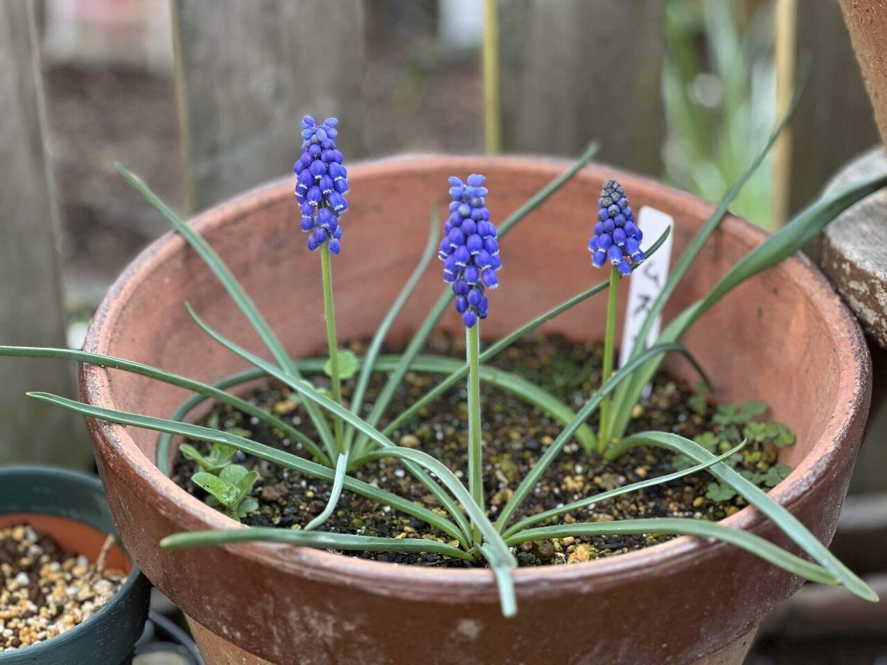 春の庭｜kenji comp