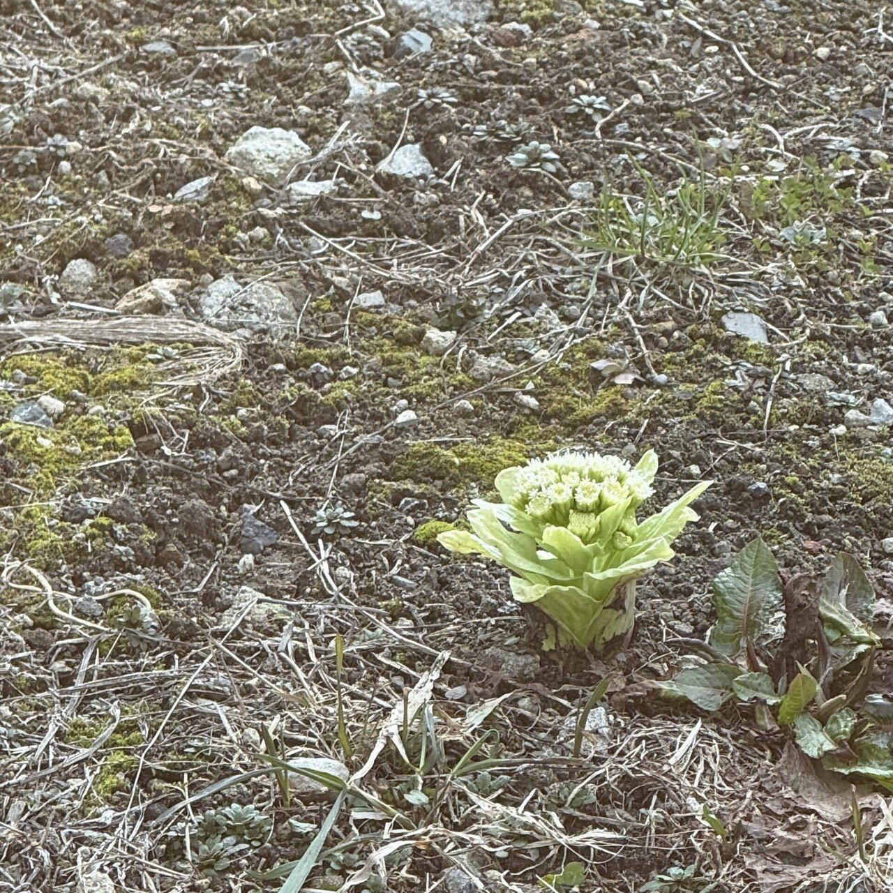 ここの街にもにもようやくふきのとうが｜yossy