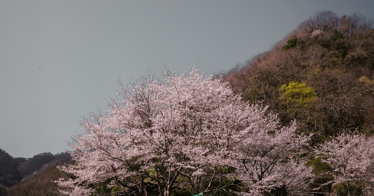 咲くラララ | GR3x｜Noki