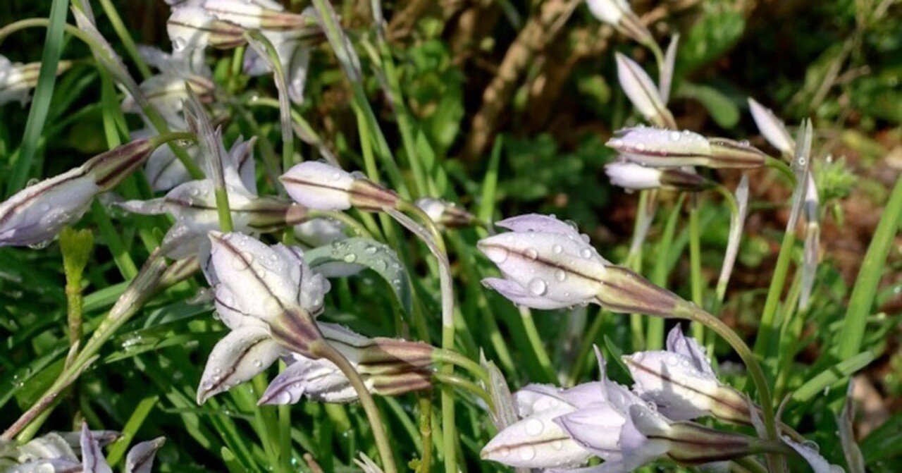 庭の様子2025/04/12｜HRSD-note