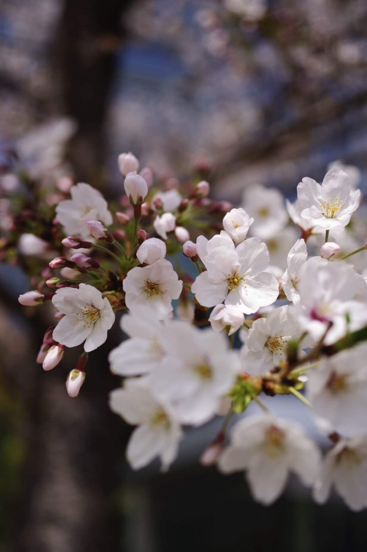 .ENDRECHERI. LIVE TOUR 2025『REBORN』初日と横浜BUNTAIと音楽と私｜Aki Yamaki