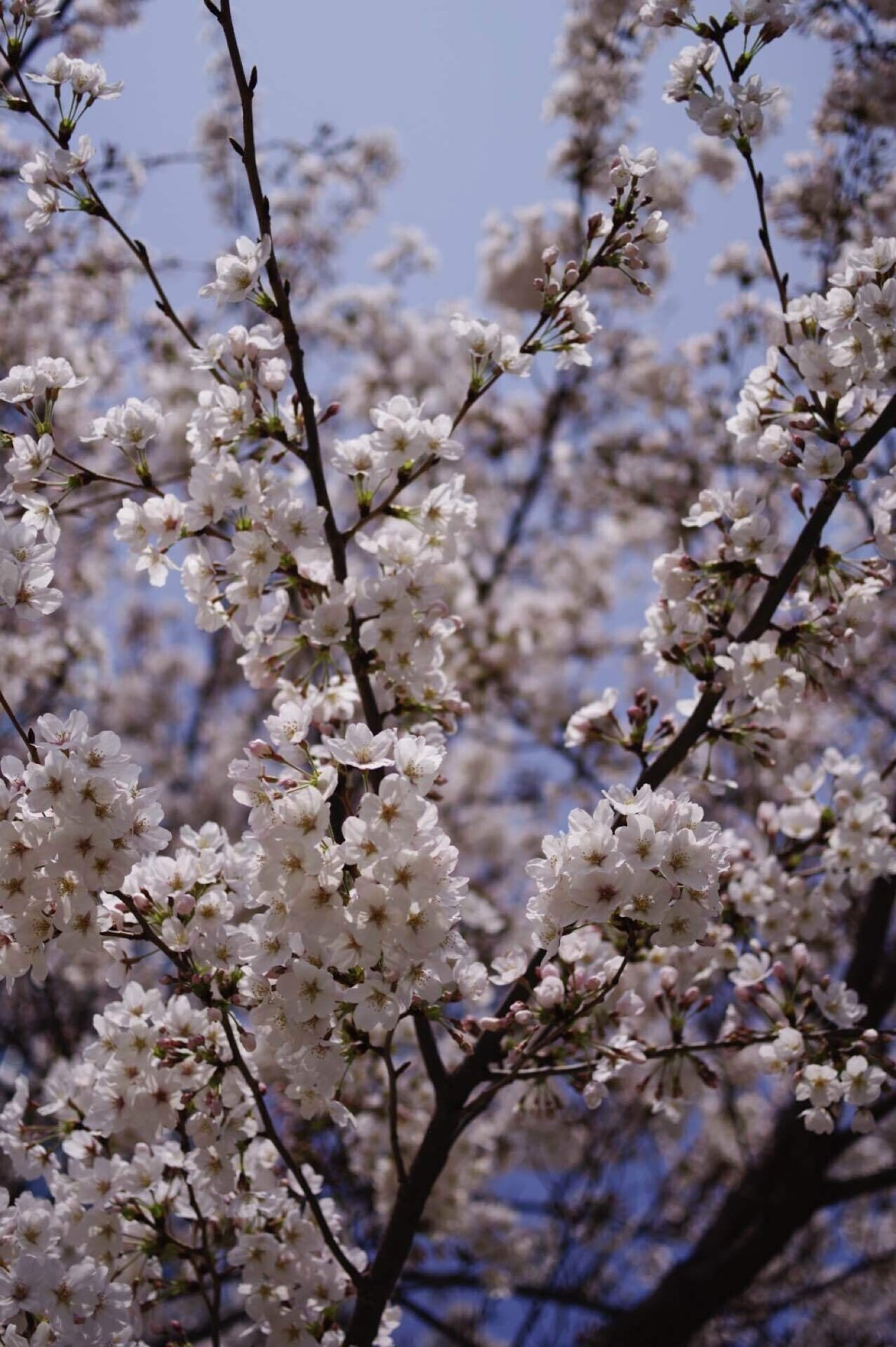 .ENDRECHERI. LIVE TOUR 2025『REBORN』初日と横浜BUNTAIと音楽と私｜Aki Yamaki