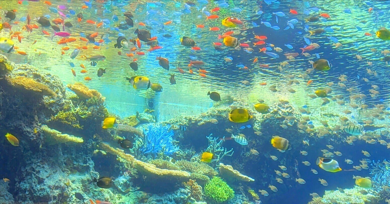 Tomoki Mukumoto / 挑戦する｜note