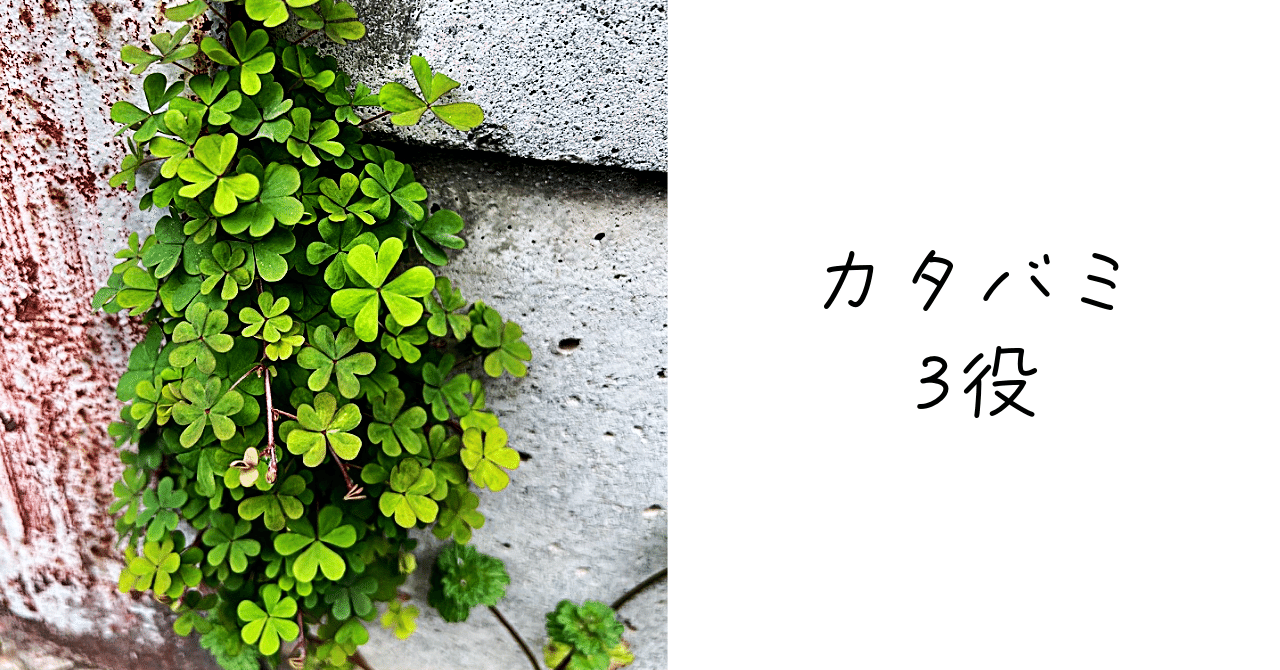 薬雑草をコンパニオンプランツとして活用したい実験。（その2）｜Ms'HIRO