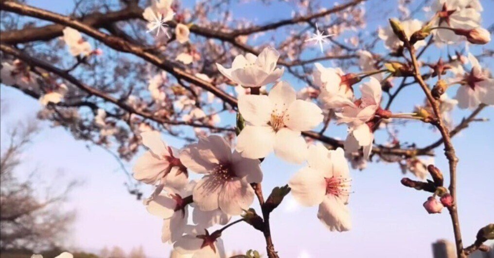 あやか♡Ayaka｜note