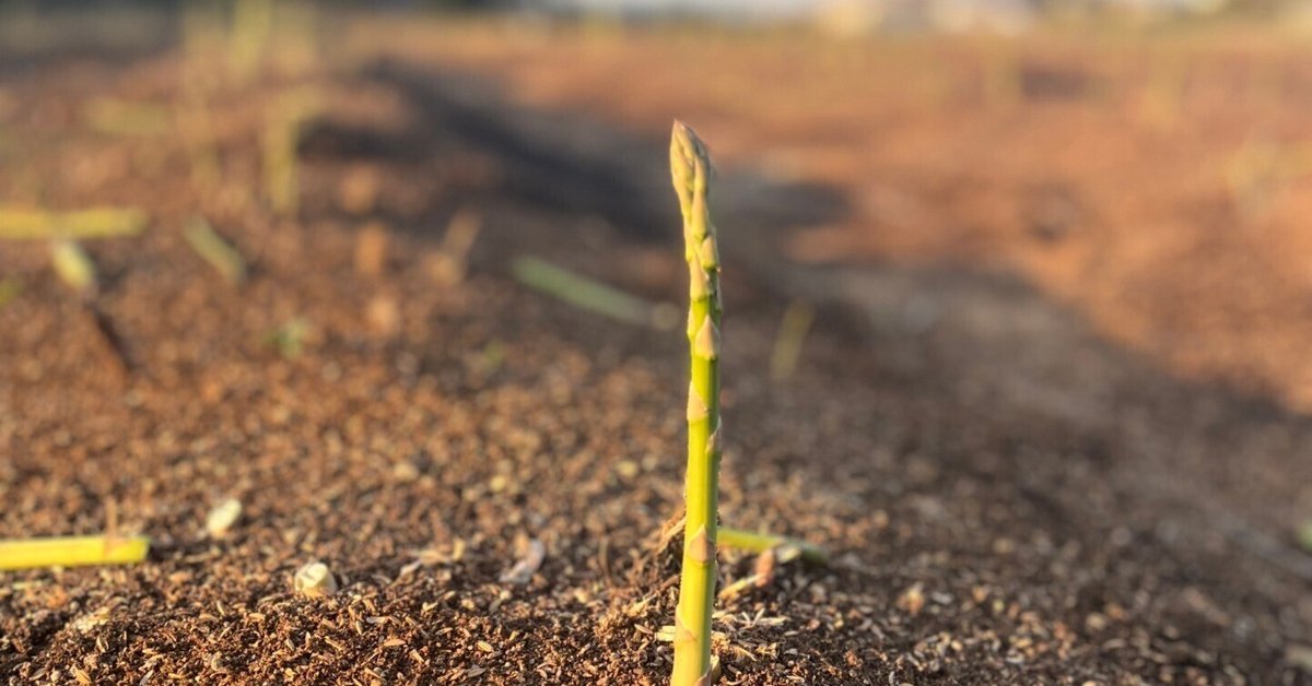 AMHをどう考える？｜NAKASHIMA_ART