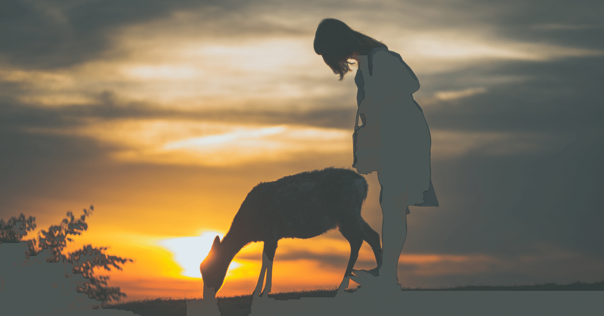 鹿はおじぎをする？｜いまのところ、うさたろう