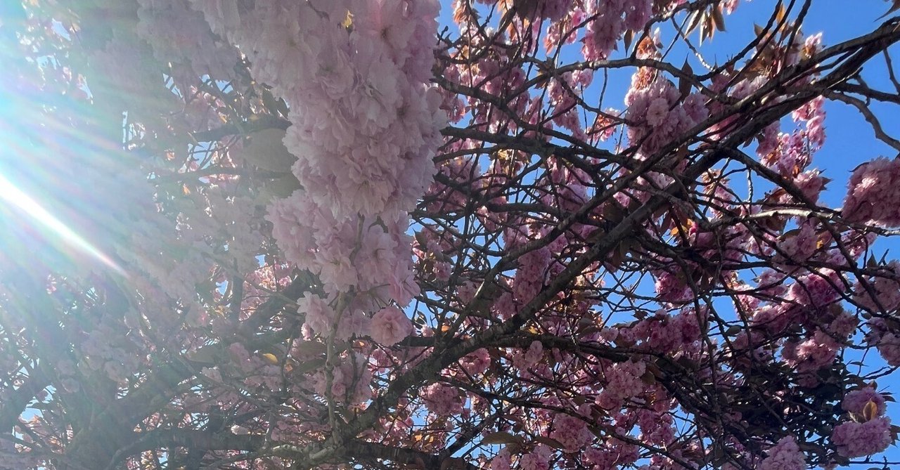 高校留学34🇮🇪Easter休み突入｜YUI高校留学🇮🇪