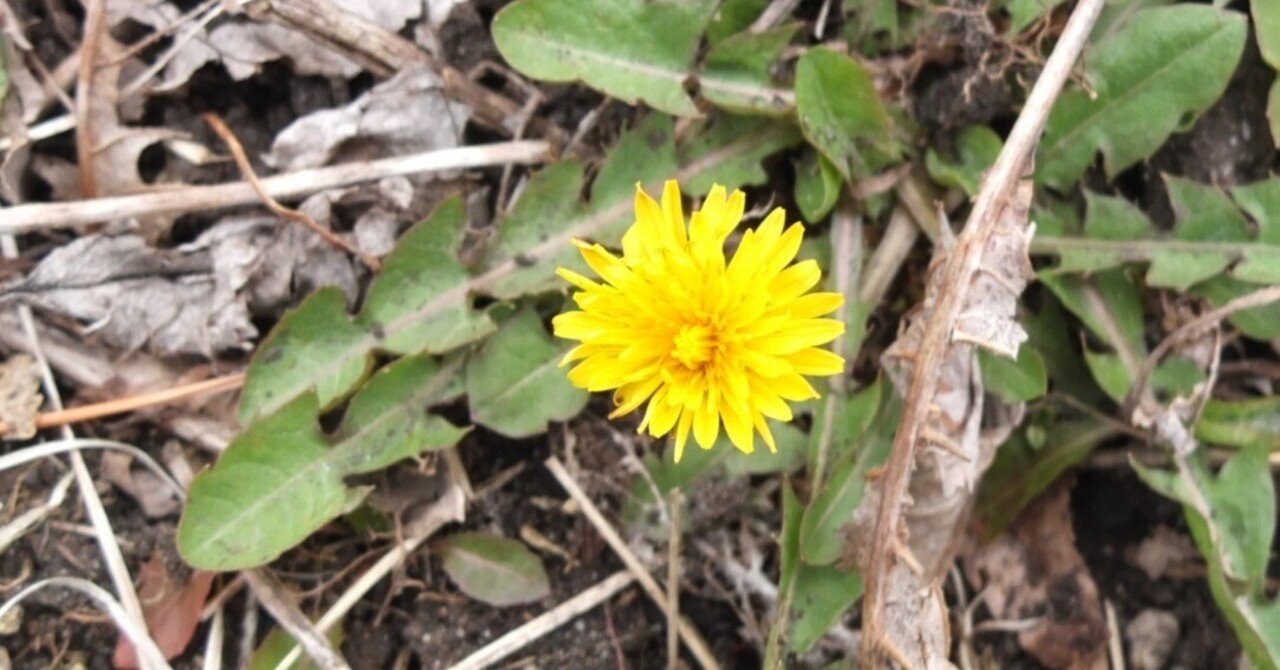 たんぽぽ -Spring,2025｜Yosuke Enomoto