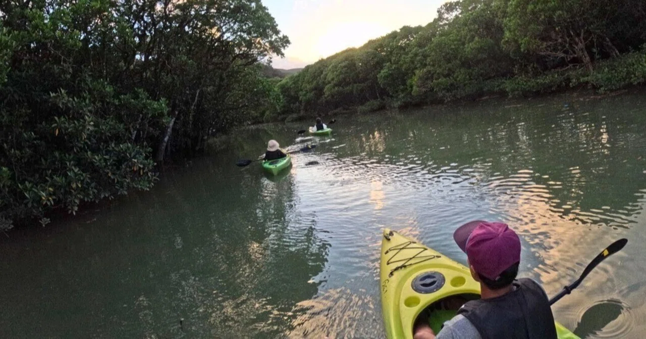 If you're going kayaking in the mangroves of Amami Oshima, this is the ...