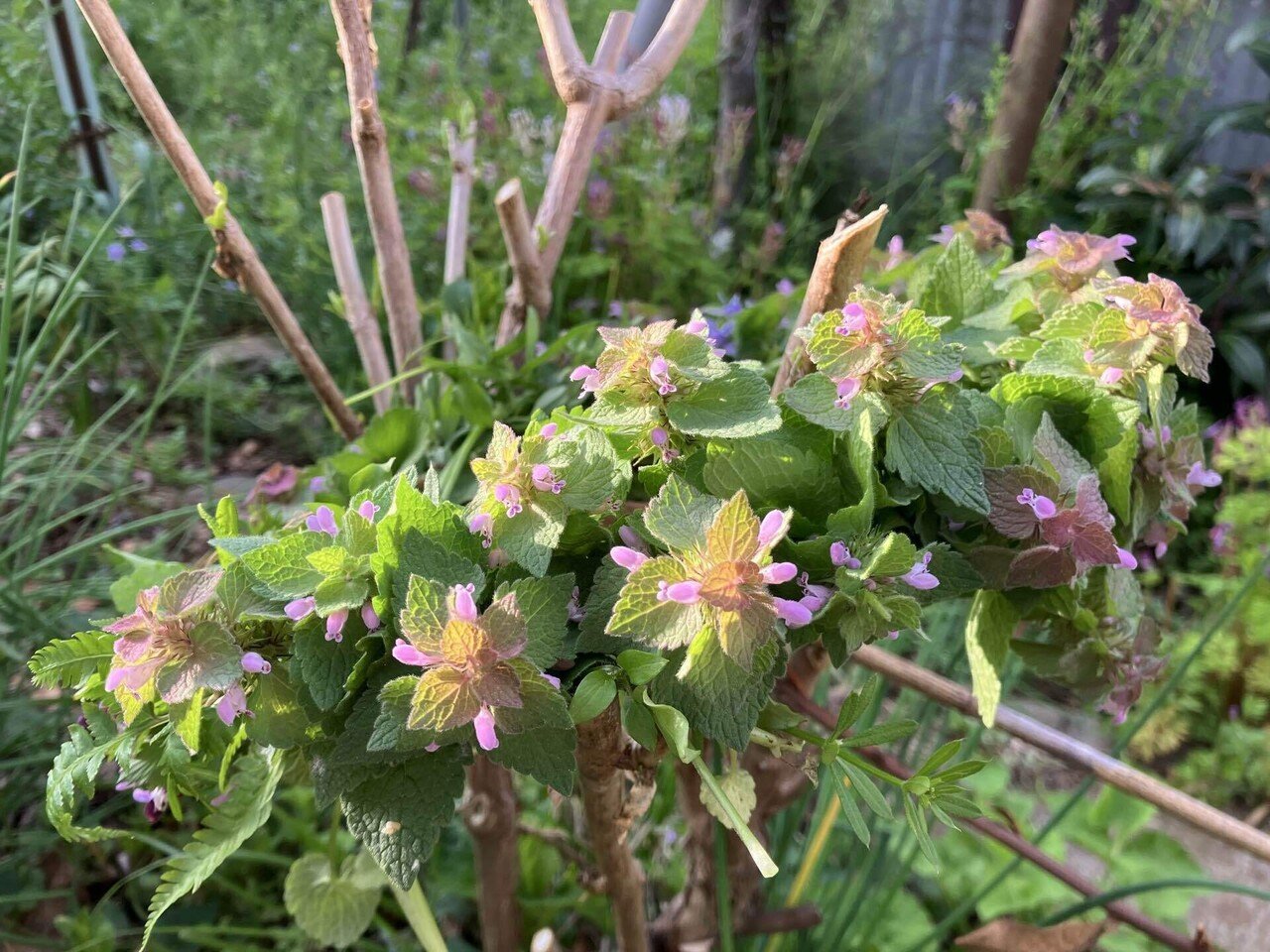 ヒメオドリコソウのlei pō 刈り取る野の草花たちへの、 ありがとうの気持ち 毎春幾度か編む oli(chant)を口ずさみながら ...