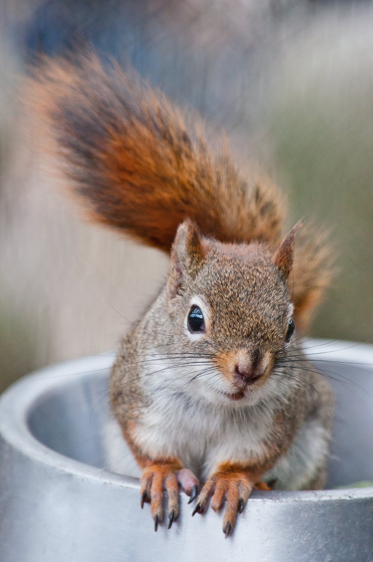 ノート用画像Ralphaで一括変換10MB以下にEXIFも除去｜Ganohr C（ガノー・シー）