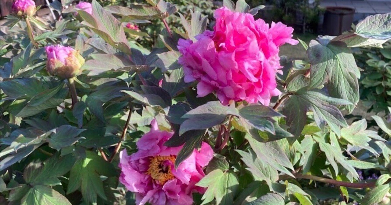 窓作り！ 2025.04.15.｜ひげじい